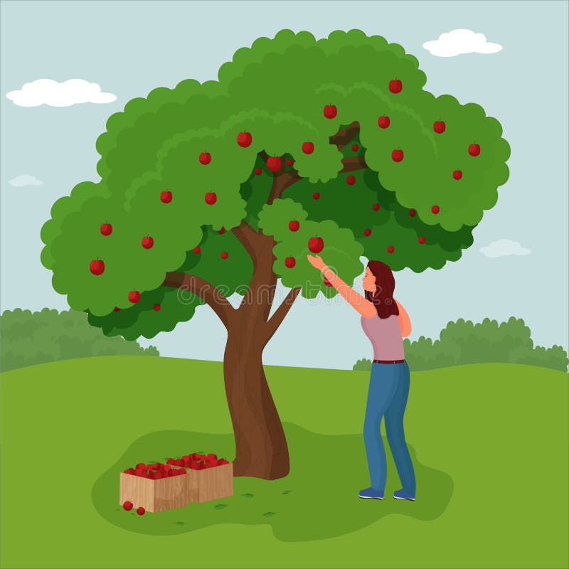 Farmer Pick Apple Harvest To Basket Woman Character Harvesting Ripe