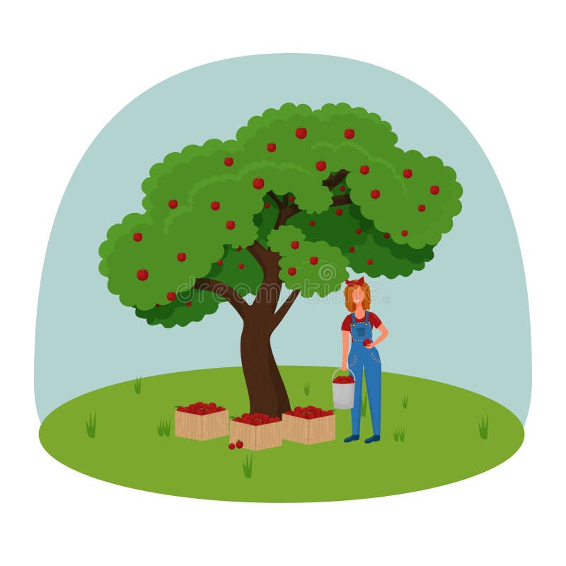 Farmer Pick Apple Harvest To Basket Woman Character Harvesting Ripe