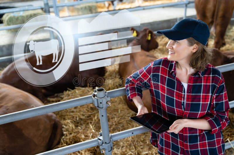 Woman Farmer with Tablet at a Dairy Farm. Stock Image - Image of ...