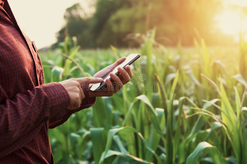 Farmer Using Tablet Technology Inspecting Rice Growing Stock Image ...