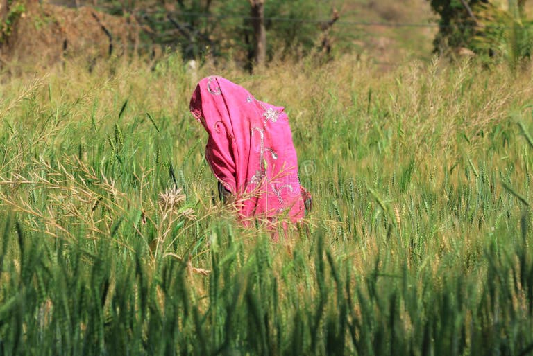 Woman Farming stock image. Image of field, planting, female - 25192567