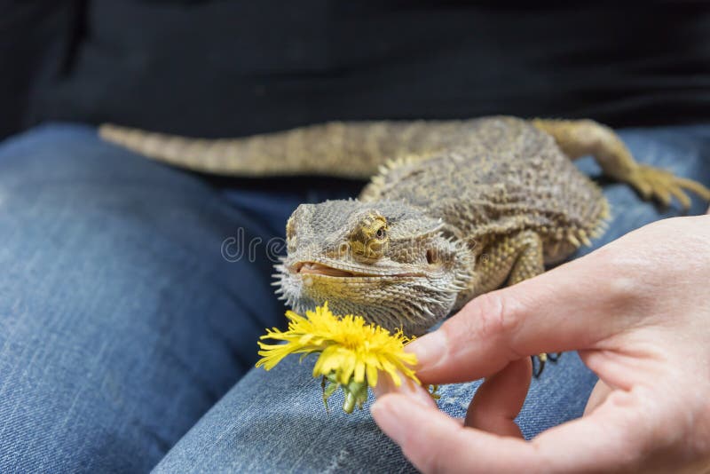 Boy feeding lizard stock image. Image of bearded, caucasian - 12495395