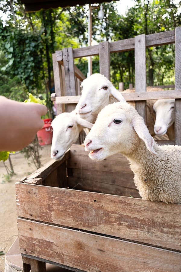 Woman Feeding Sheep in Sheepfold Stock Image - Image of barn, look ...