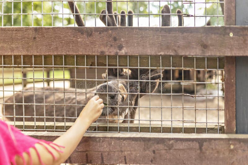 A Woman Feeds a Deer through a Net. Zoo, Mini Farm Stock Photo - Image ...