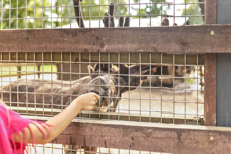 A Woman Feeds a Deer through a Net. Zoo, Mini Farm Stock Photo - Image ...