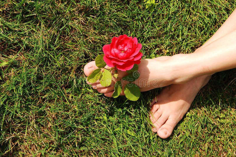 Woman feet with rose. stock photo. Image of color, legs - 12097242