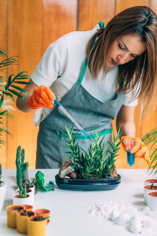Woman Fertilizing Plants on the Table at Home Stock Image - Image of ...