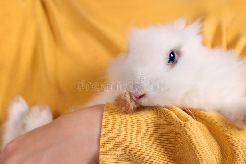 Woman with Fluffy White Rabbit, Closeup. Cute Pet Stock Image - Image ...