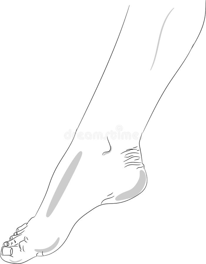 Woman Foot, Body, Illustration, Vector Stock Vector - Illustration of ...