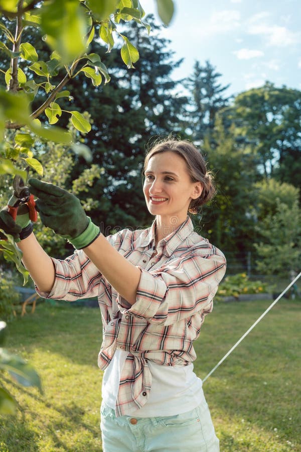 Woman in Garden Checking Fruit Tree Stock Image - Image of garden ...