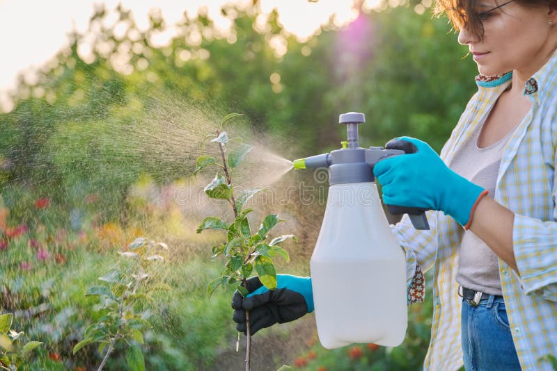 Woman In Garden With Spray Gun Spraying Young Trees With Preparations