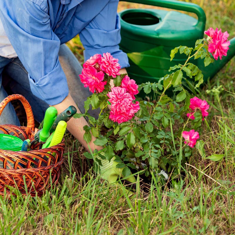 Woman Gardener Planting a Sapling of Red Rose Stock Photo - Image of ...
