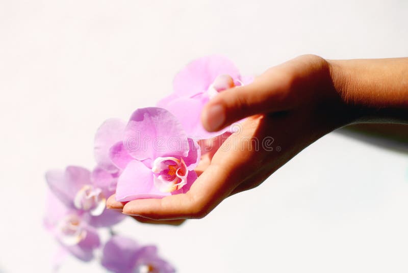 Woman Hand and Beautiful Blossom. Spring Magic. Stock Photo - Image of ...