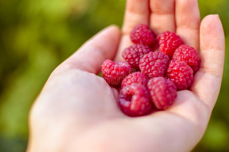 Woman Hand with Big Red Raspberries on Background Branches of Raspberry ...