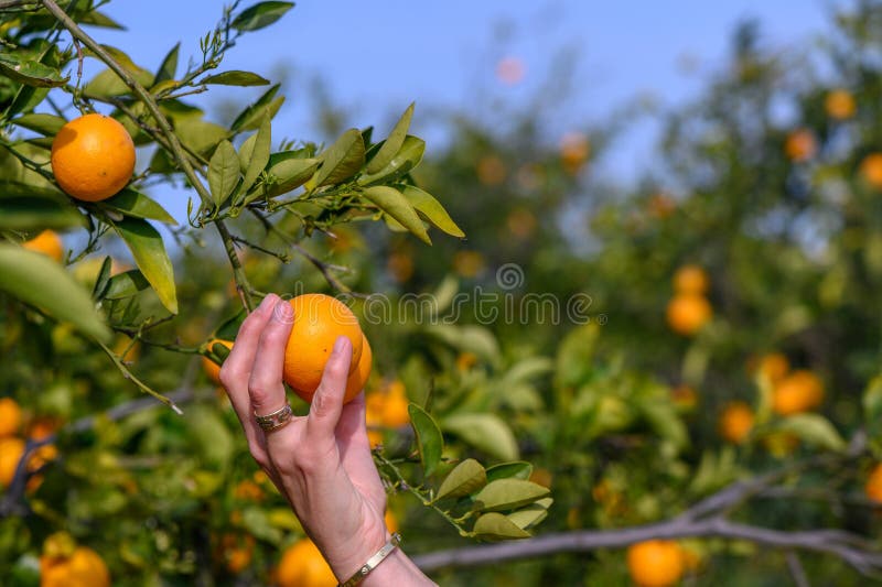 Woman Hand Choosing and Pick Up Fresh Orange Fruit from Tree in Orchard ...