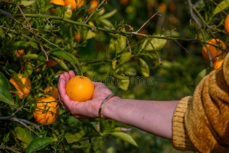 Woman Hand Choosing and Pick Up Fresh Orange Fruit from Tree in Orchard ...
