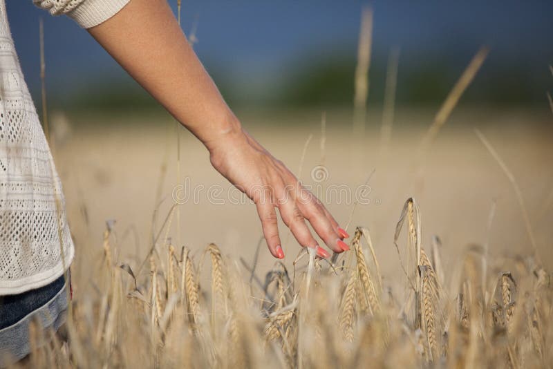 Woman hand with corn stock photo. Image of ripe, pastel - 43846782