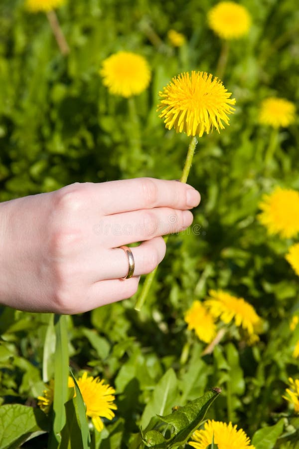 Dandelion hand stock image. Image of spring, backykard - 123229