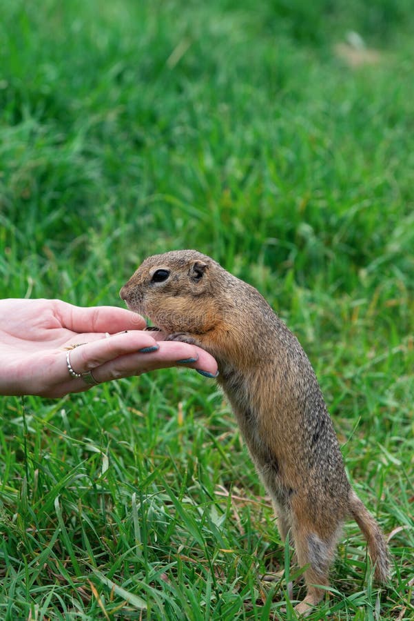 Gopher in the Summer Meadow Stock Photo - Image of field, digging ...