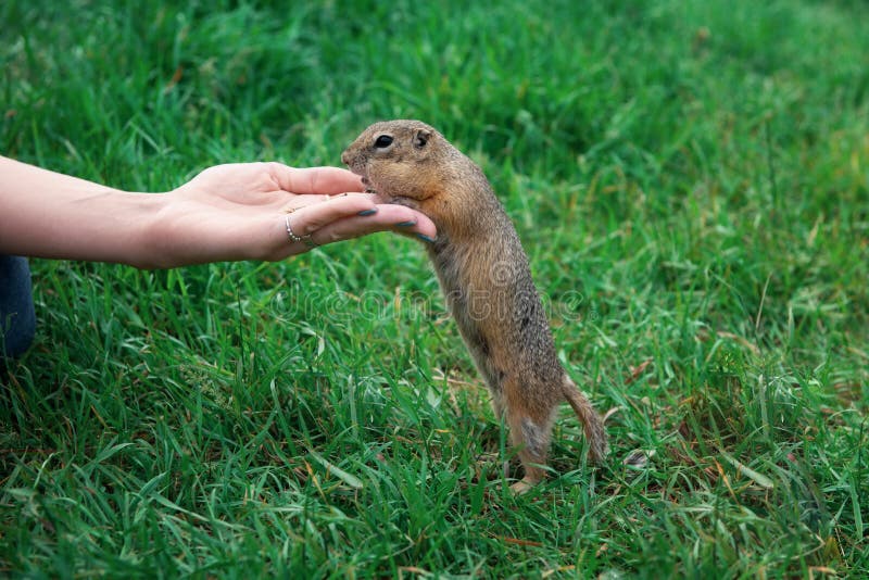 Woman hand feeding gopher stock photo. Image of brown - 222302482