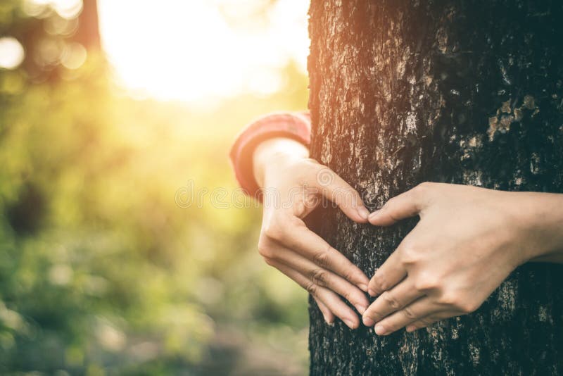Woman Hand Heart Who Love the Forest. Stock Photo - Image of natural ...