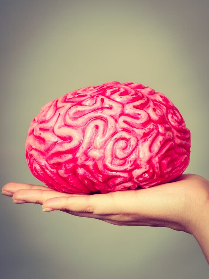 Woman hand holding brain stock image. Image of concepts - 88595261