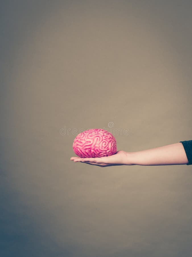 Woman hand holding brain stock photo. Image of intellect - 89777828