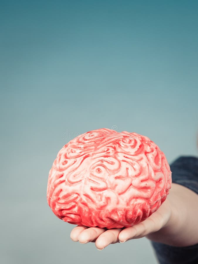 Woman hand holding brain stock image. Image of brain - 90820557