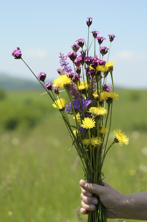 Woman Hand Holding Flowers in Nature Stock Photo - Image of hand ...