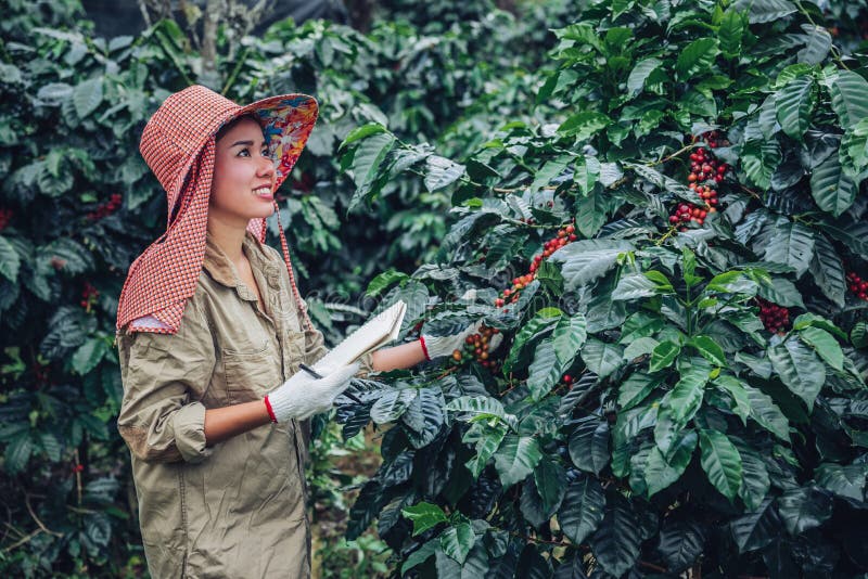 A Woman in the Hand Holding a Notebook and Standing Close To the Coffee ...