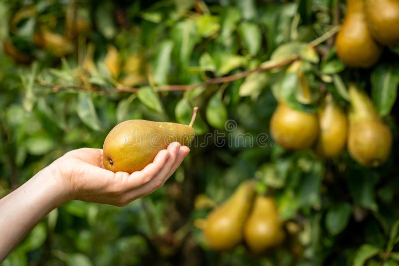 Woman Hand Holding a Ripe Pear in Front of a Pear Tree. Selective Focus ...