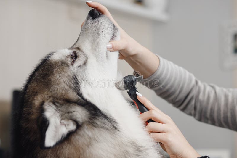 Woman Hand Holds Muzzle of Husky and Combs Her Neck Stock Image - Image ...