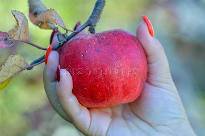 Woman Hand Picking an Apple Stock Image - Image of orchard, delicious ...
