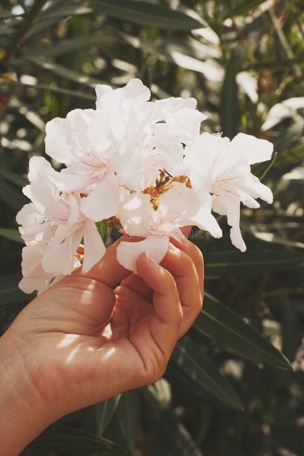 Woman Hand Picking Flowers in Summer Stock Photo - Image of nature ...