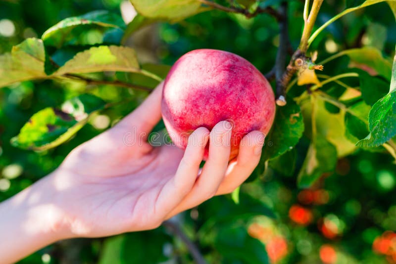 Apple temptation stock illustration. Illustration of paradise - 17204952