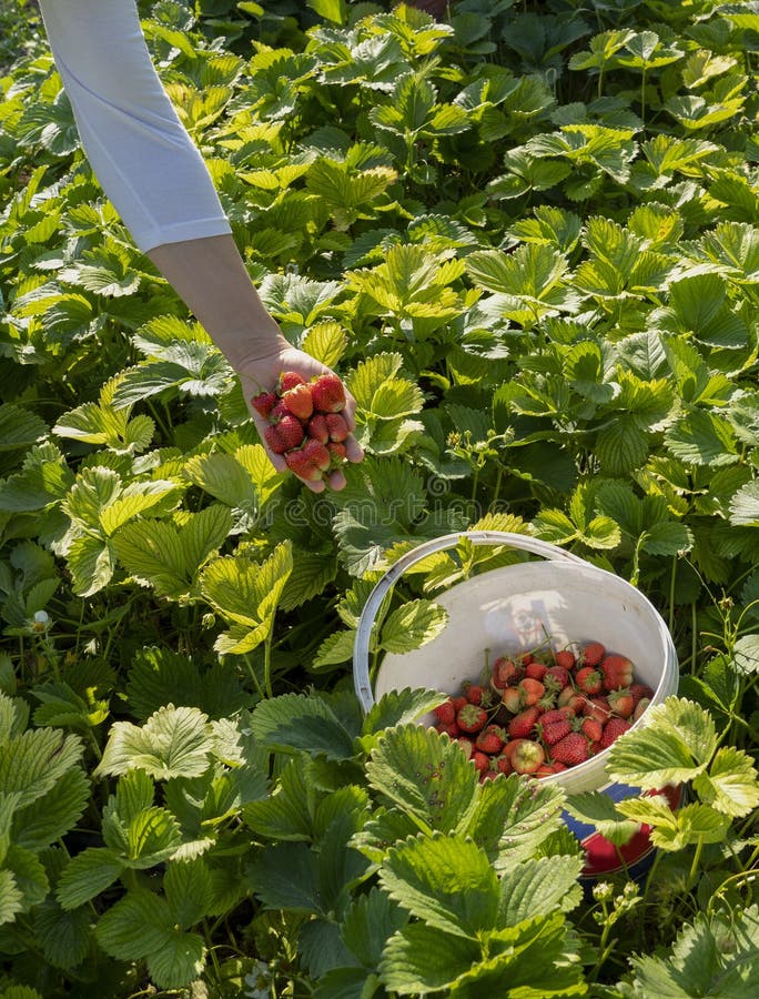 Woman Hand Picking Strawberries in Field Stock Photo - Image of food ...