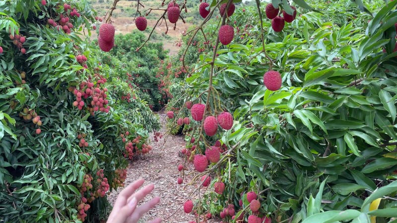 Woman Hand Pluck Lychees from a Hanging Lychee Bundle. Stock Footage ...