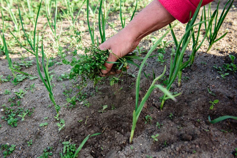 271 Weeding Out Garden Stock Photos - Free & Royalty-Free Stock Photos ...
