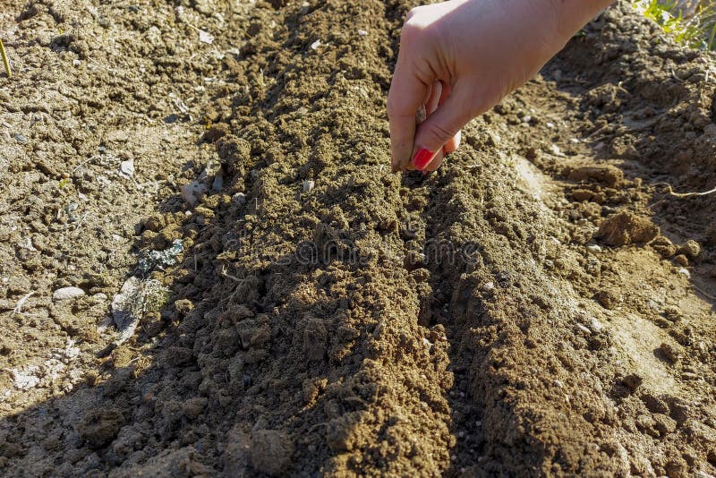 Woman Hand Sowing Seeds into the Soil. Spring Works Stock Image - Image ...