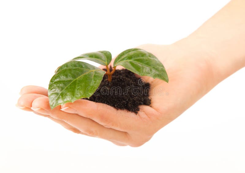 Woman Hand Take Green Plant Stock Image - Image of holding, botany ...