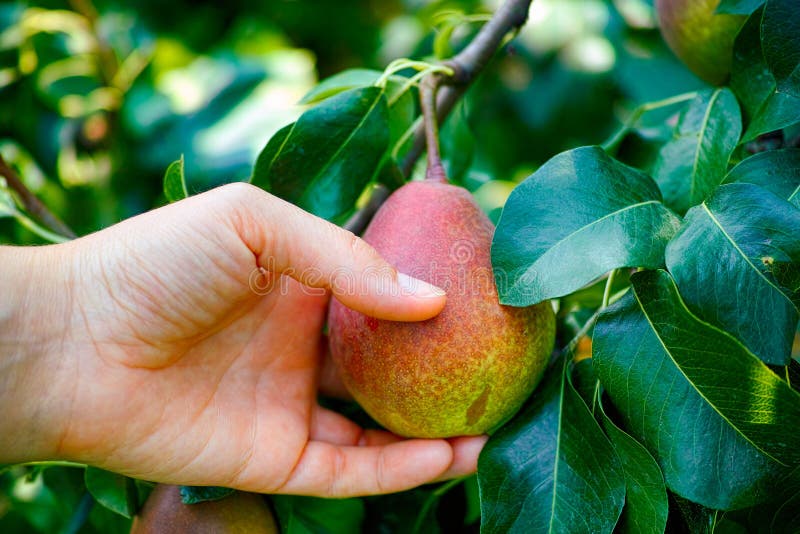 Woman Hand Taking Crop of Pear from Fruit Tree Stock Image - Image of ...
