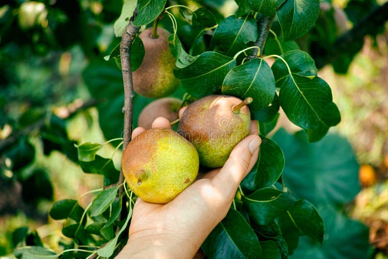 Woman Hand Taking Crop of Pears from Tree Stock Image - Image of pear ...