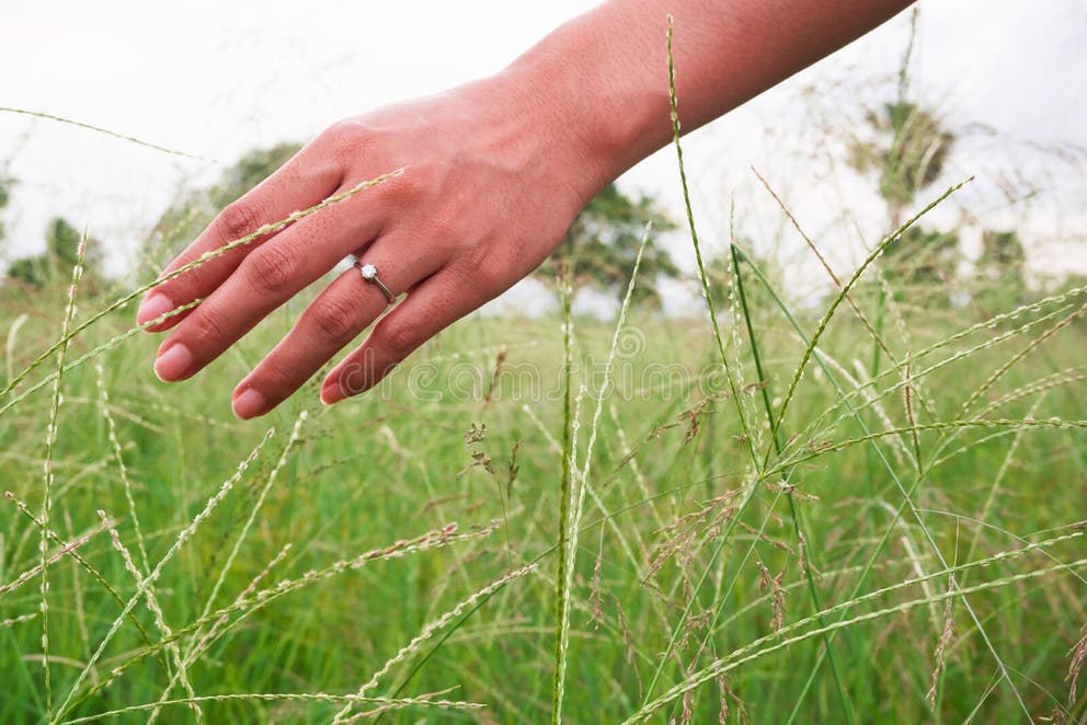 Woman Hand Touching the Grass in the Pasture. Stock Image - Image of ...