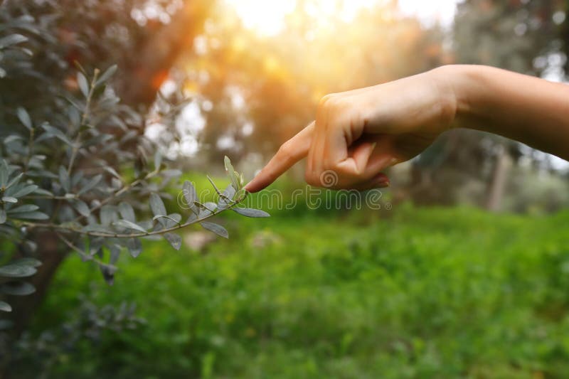 Woman Hand Touching Tree Branch. Concept of Connection and Nature Care ...
