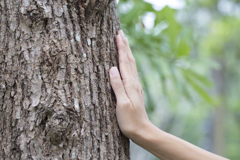 Woman touching tree stock image. Image of conservation - 5193261