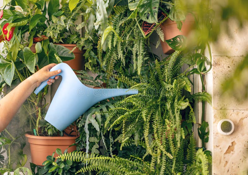 Woman hand watering plant stock photo. Image of decor - 285329750