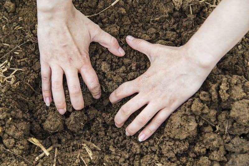 Woman hands digging ground stock photo. Image of people - 71884636