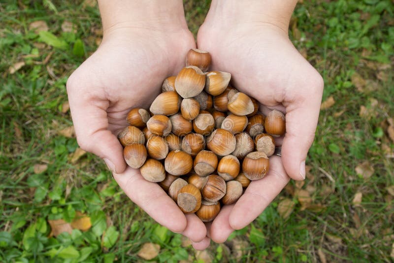 Woman hands with hazelnut stock photo. Image of heap - 35834042