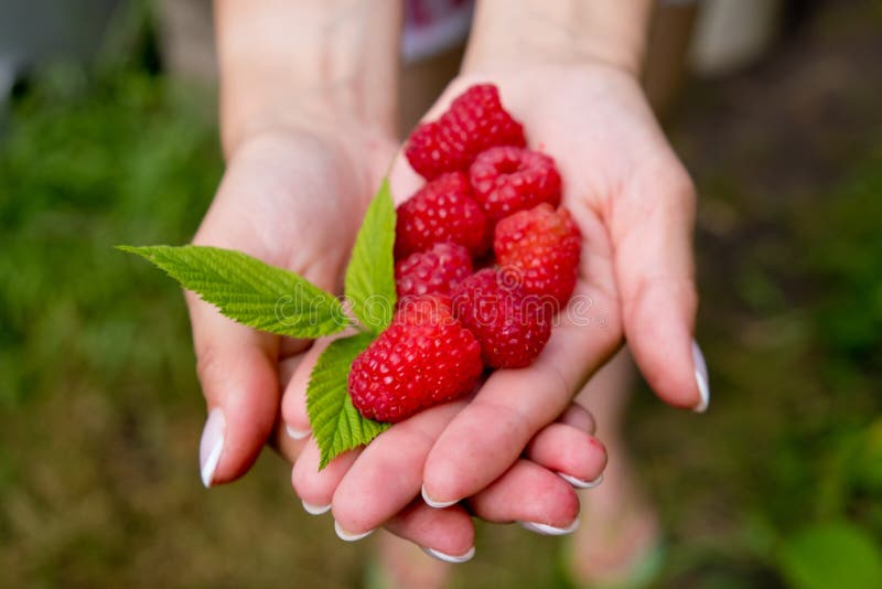 Woman Hands Holding Fresh Red Raspberries. Stock Photo - Image of ...