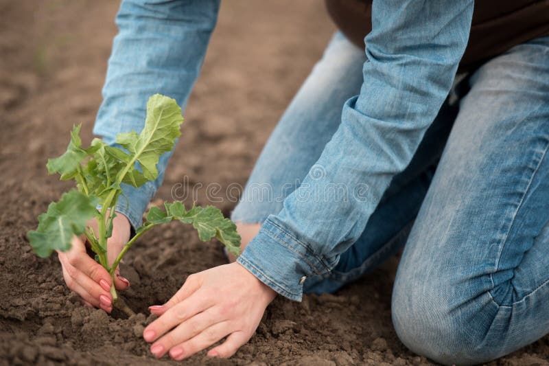 Woman Hands Holding Green Small Rapeseed Sprout. Stock Photo - Image of ...